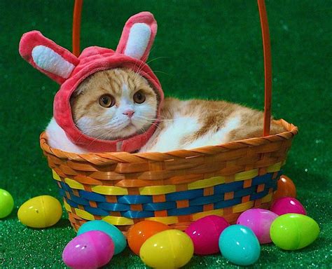 Kitten Easter Wallpapers 4k Hd Backgrounds On Wallpaperbat