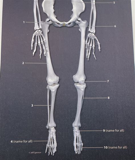 Labeling Activity 3 Bones Of The Upper And Lower Extremities Diagram