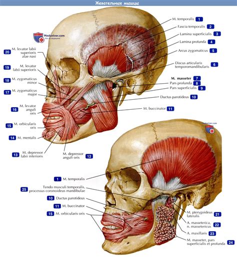 Жевательные мышцы по атласу анатомии
