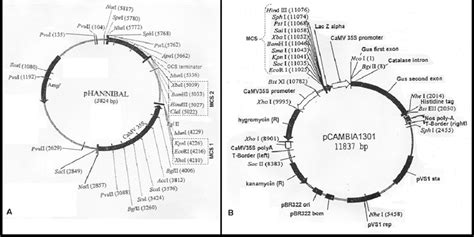 Restriction Maps Of Plasmid Vectors Used In Construction Of Download Scientific Diagram