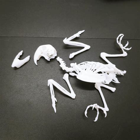 3d프린팅으로 독수리 뼈 모형 출력물제작 3d 프린터 시제품 출력대학생 졸업작품 Sla 레이저 방식abs Like 레진 소재 쓰리디프로3d프로3dpro