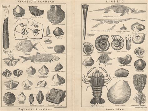 British Fossils Triassic And Permian Liassic Stanford 1913 Old Antique