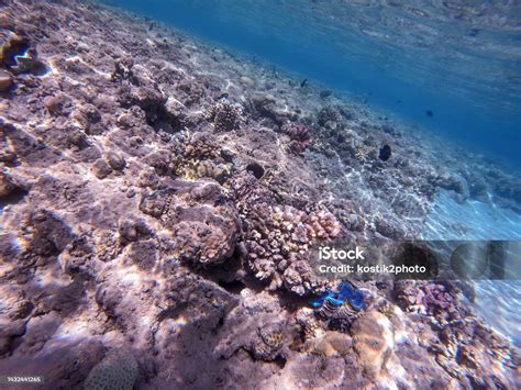 산호와 열대 물고기가있는 암초의 수중 생활 홍해의 산호초 이집트 0명에 대한 스톡 사진 및 기타 이미지 0명 관광 깊은
