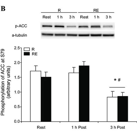 Phosphorylation Levels Of Adenosine Monophosphate Activated Protein