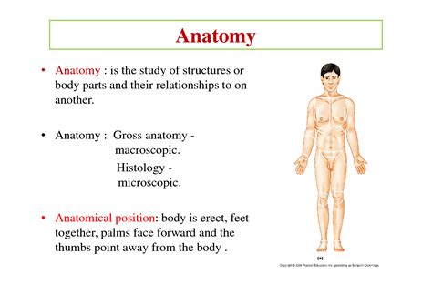 Solution Chap1 Anatomical Terminology Studypool