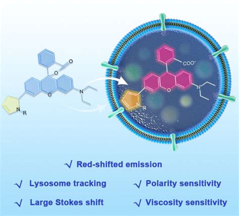 Fluorogenic Rhodamine Probes With Pyrrole Substitution Enables Sted And Lifetime Imaging Of