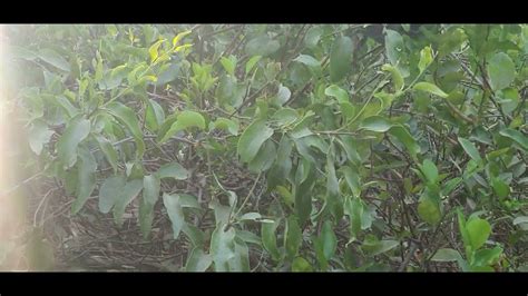 បញ្ញើក្អែក ឆ្មា Youtube