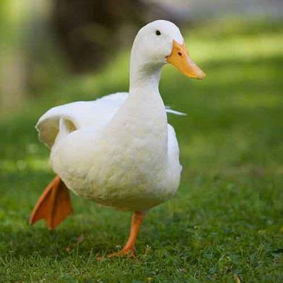 Partes De Un Pato