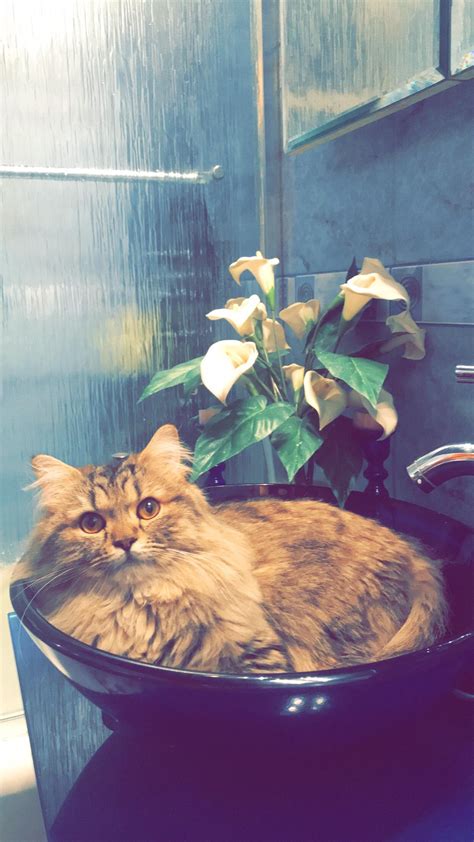 If I fits I sits (Maine Coone) | Scrolller