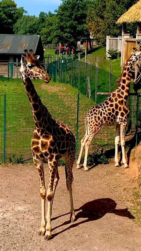 Blackpool Zoo Giraffes