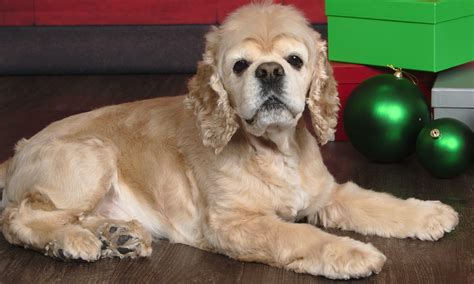 My Cocker Spaniel Cocker Spaniel News Information Media And Online