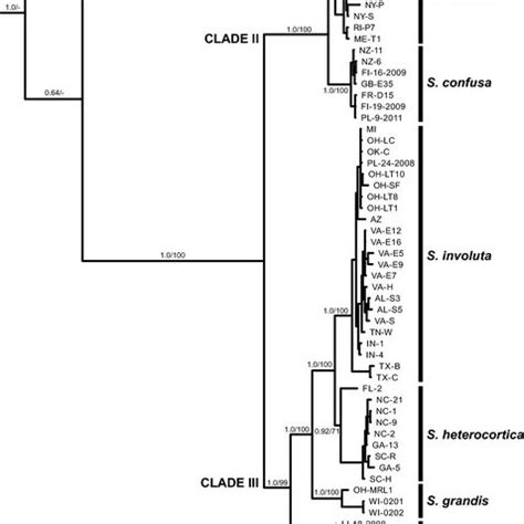 Bayesian Inference BI Phylogeny Showing Relationship Of Sheathia