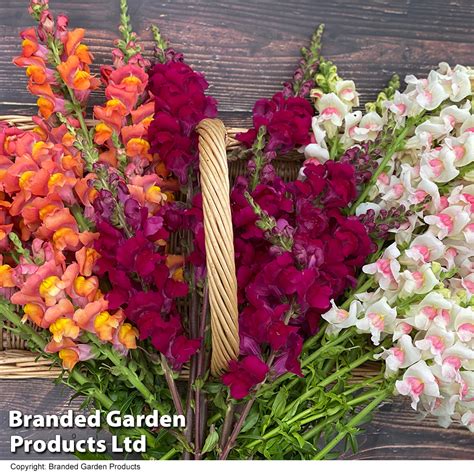 Antirrhinum Majus Potomac Dark Orange F1 Seeds Thompson And Morgan