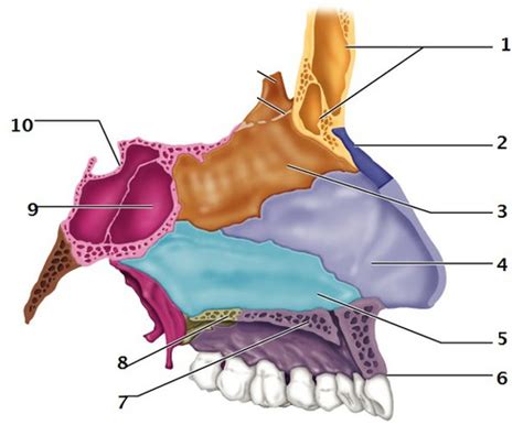 Nasal Cavity Paranasal Sinuses And Nasopharynx 31 10 2019 Flashcards