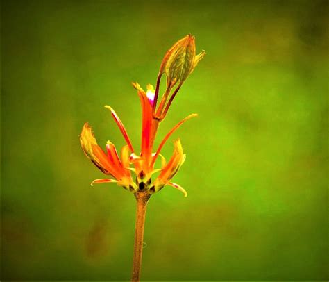 Принесла из леса маленький росточек теперь годами не могу вывести