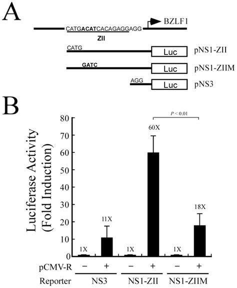 A Three Reporter Plasmids Pns1 Zii Pns1 Ziim And Pns3 Were Used