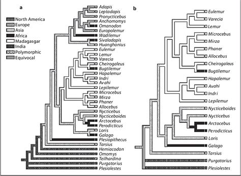 Simple Primate Phylogeny