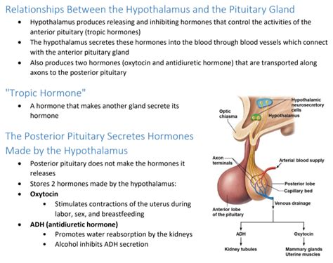 Our Endocrine System Cheat Sheet Anat 113 Guidebook