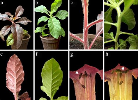 Transgenic Tobacco Plant