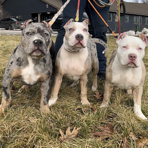 Royal Monster Bullies Bangor Me