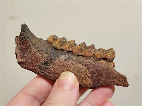 Fossil White Tailed Deer Jaw 00703 Craniates Curiosites Oddity