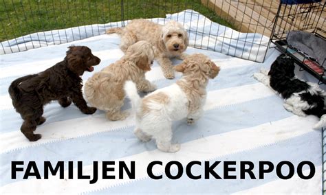 Familjen Cockerpoo Cockerpoo