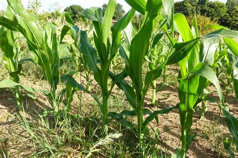 Premium Photo Corn Growing In The Backyard Cultivation Of Corn In