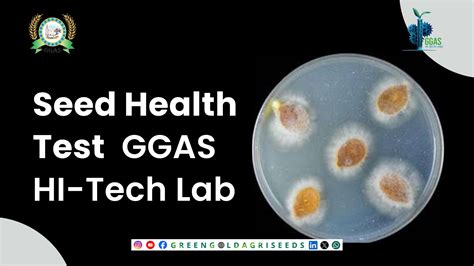 Seed Health Test Performed In Ggas Hi Tech Lab Green Gold Agri Seeds