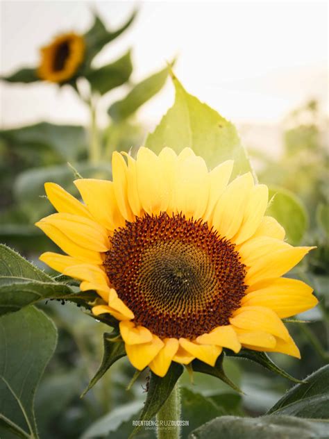 Sunflower Field Waterfalls And The Biggest Tree In La Union La Union