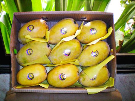 49 Types Of Mangoes 🥭 A To Z Photos