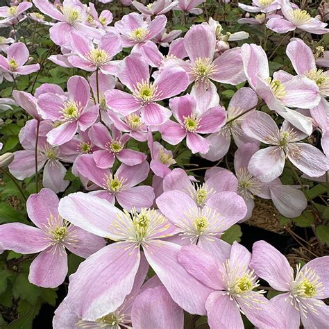 Clematis For Sale Shop Clematis Plants And Vines Spring Hill Spring Hill Nursery