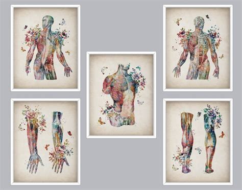 5 Watercolor Anatomy Art Muscles Print Vintage Medical Art Massage