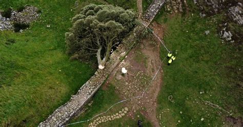 ბრიტანელებს ერთ ერთი ყველაზე საყვარელი და ცნობილი „რობინ ჰუდის ხე“ მოუჭრეს