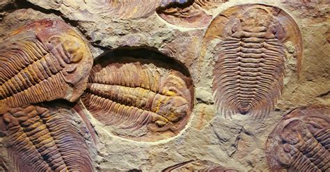 Fossil Record Evolution