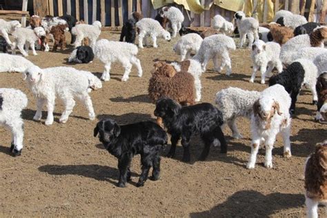 Мал төллөлт 96 6 хувьтай байна Dnn