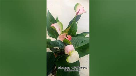 ෆ්ලෑශ් යායකට හීන දකින ඔයාට මල් එක්කම🌷💦මල් ලොකු වෙන මල පුරාම ලස්සනට ඩොට් වැටෙන වර්ග එකතුව🪴📦💸