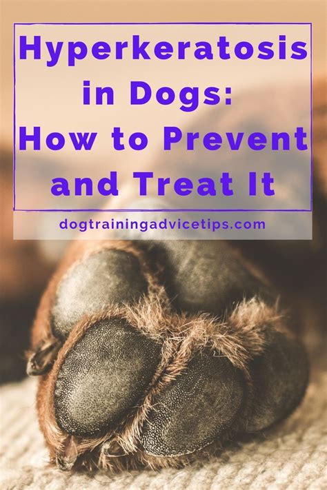 Preventing And Treating Hyperkeratosis In Dogs