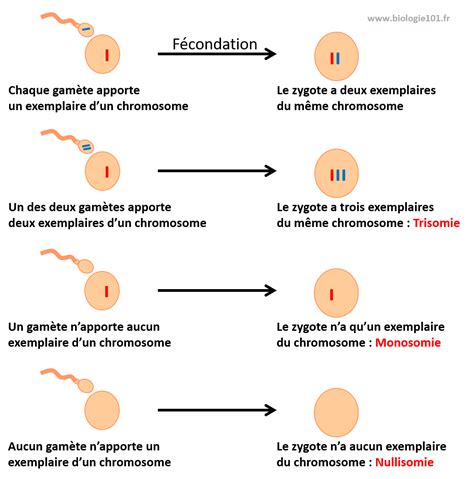 Méiose et anomalies génétiques Biologie101
