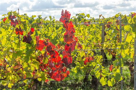 Walluf의 Rheingau 지역의 포도원에있는 다채로운 밝은 포도 나무 잎의 세부 사항 10월에 대한 스톡 사진 및 기타