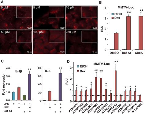 The V Atpase Inhibitor Bafilomycin A1 Potentiated Glucocorticoid