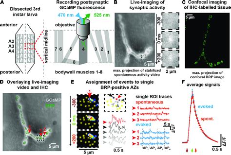 Postsynaptic Fluorescence Measurements Of Presynaptic Activity With