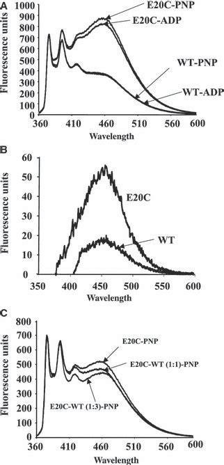 N Terminal Interactions Of Pyrene Labelled Cysteine Mutants A