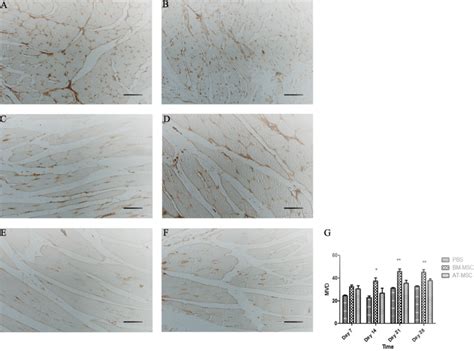 Histological Analysis Of The Limb Muscles Immunohistochemical Staining