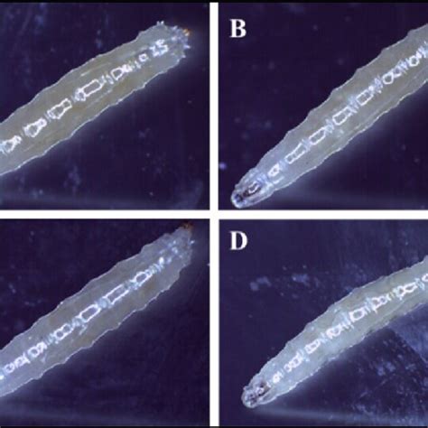 Trypan Blue Exclusion Assay Executed In Third Instar Larvae And The