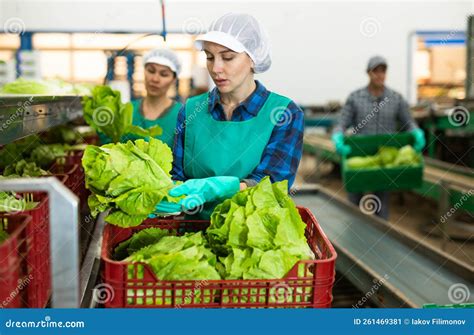 Female Worker Of Vegetable Sorting Factory Arranging Lettuce In Boxes