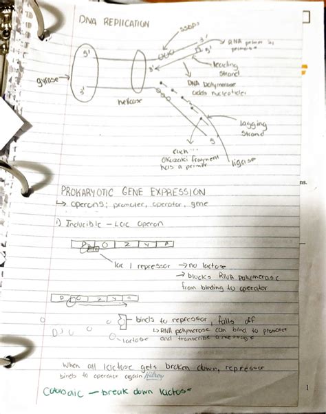 DNA notes Notés ESL1200 Studocu