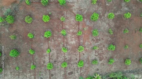 Mango Trees On Farm Alley Of Mango Trees Fruit Garden India Maharashtra Stock Video Adobe Stock