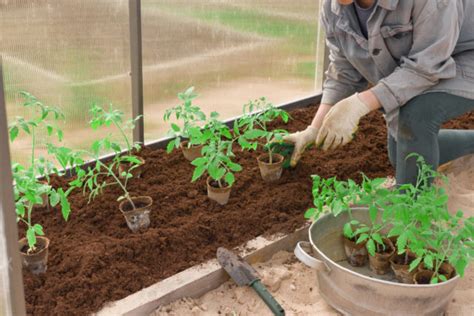 How To Grow Tomatoes From Seed To Harvest Tomato Bible