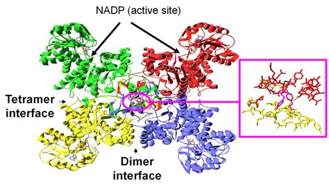 Schematic Drawing Of The Model Of The Quaternary Structure Of The Malic Download Scientific