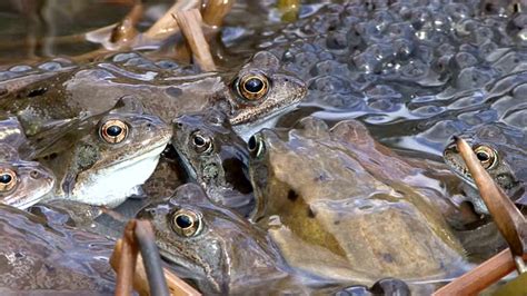 Mud Puddle Frog Videos And Hd Footage Getty Images